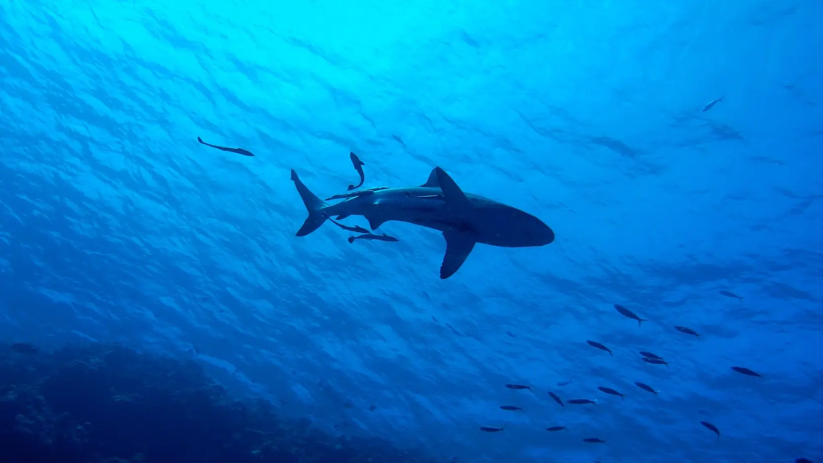 Zabrinjavajući podaci o ajkulama u Jadranskom moru